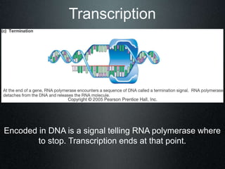 transcription-translation.ppt