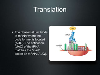 transcription-translation.ppt | Programming Languages | Computing