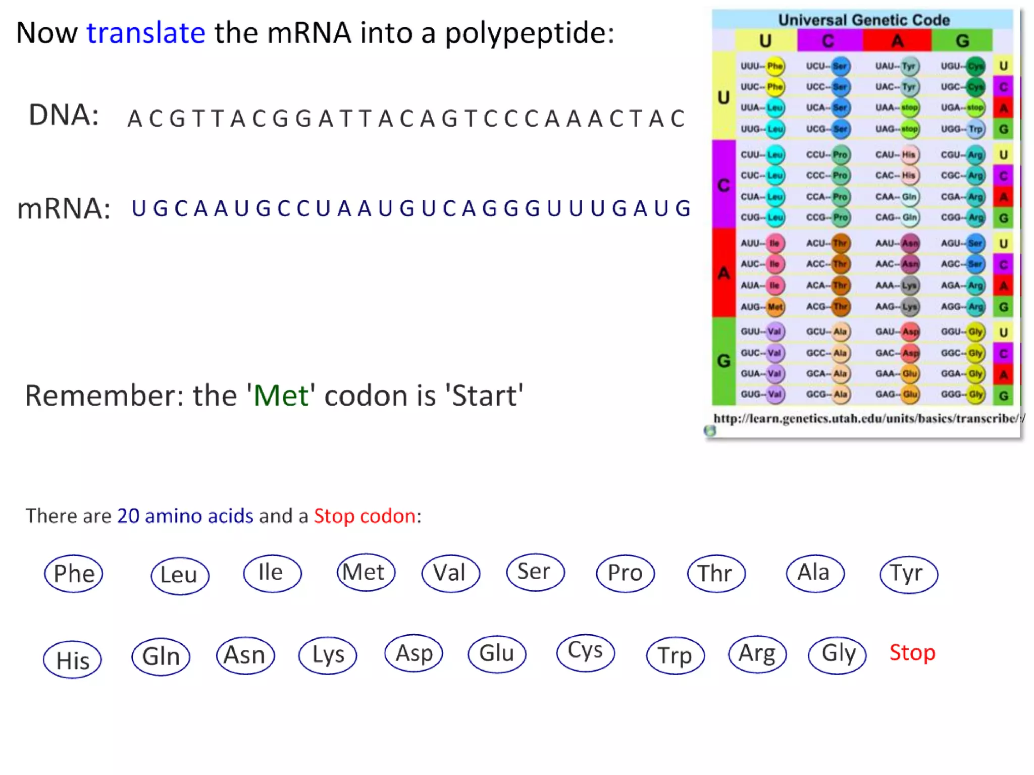 Transcription & Translation (Core) | PDF