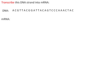 Transcription & Translation (Core) | PPT