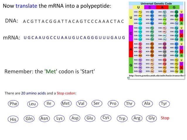 Transcription & Translation (Core) | PPT