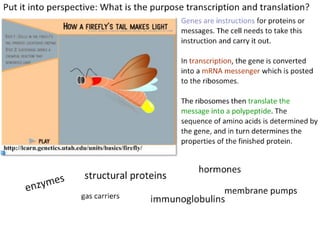 Transcription & Translation (Core) | PPT