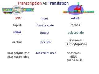 Transcription & Translation (Core) | PPT
