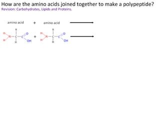 Transcription & Translation (Core) | PPT