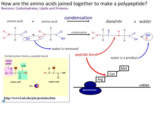 Transcription & Translation (Core) | PPT