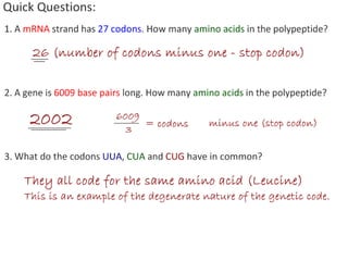 Transcription & Translation (Core) | PPT