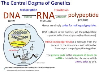 Transcription & Translation (Core) | PPT