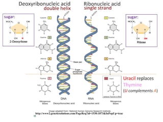 Transcription & Translation (Core) | PPT