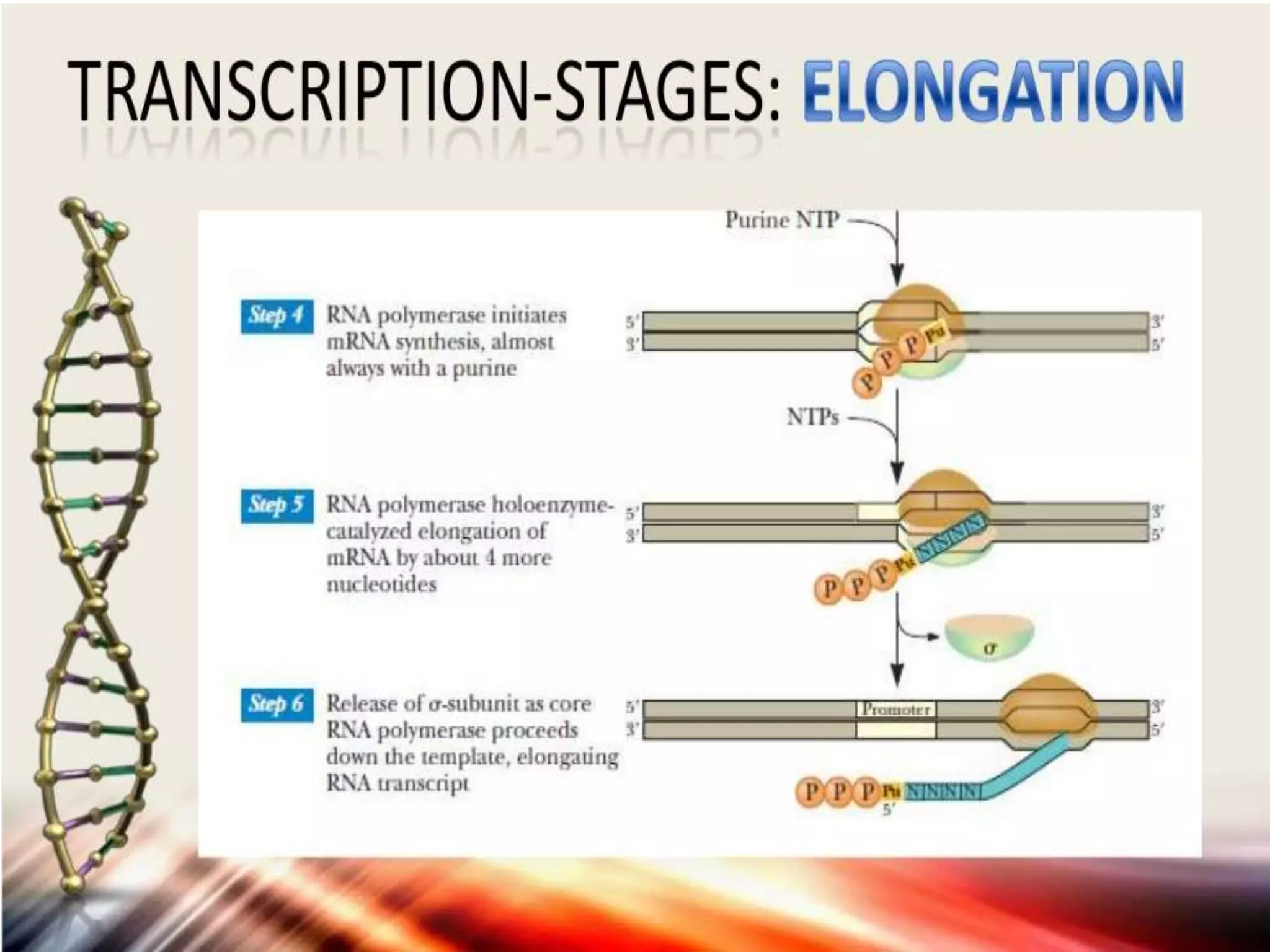 DNA Transcription | PPTX