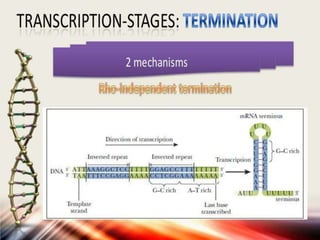 DNA Transcription | PPTX