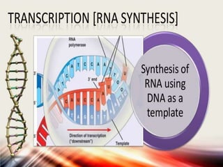 DNA Transcription | PPTX | Biological Sciences | Science