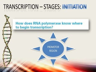 DNA Transcription | PPTX | Biological Sciences | Science