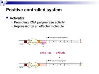 transcription111.ppt process in prokaryotics and eukaryotes, process of ...