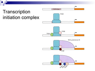 transcription111.ppt process in prokaryotics and eukaryotes, process of ...