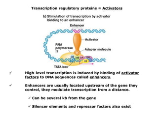 Transcription | PPT