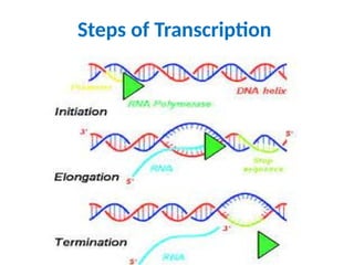 Transcription 2.pptx biochemistry of genetics | PPTX
