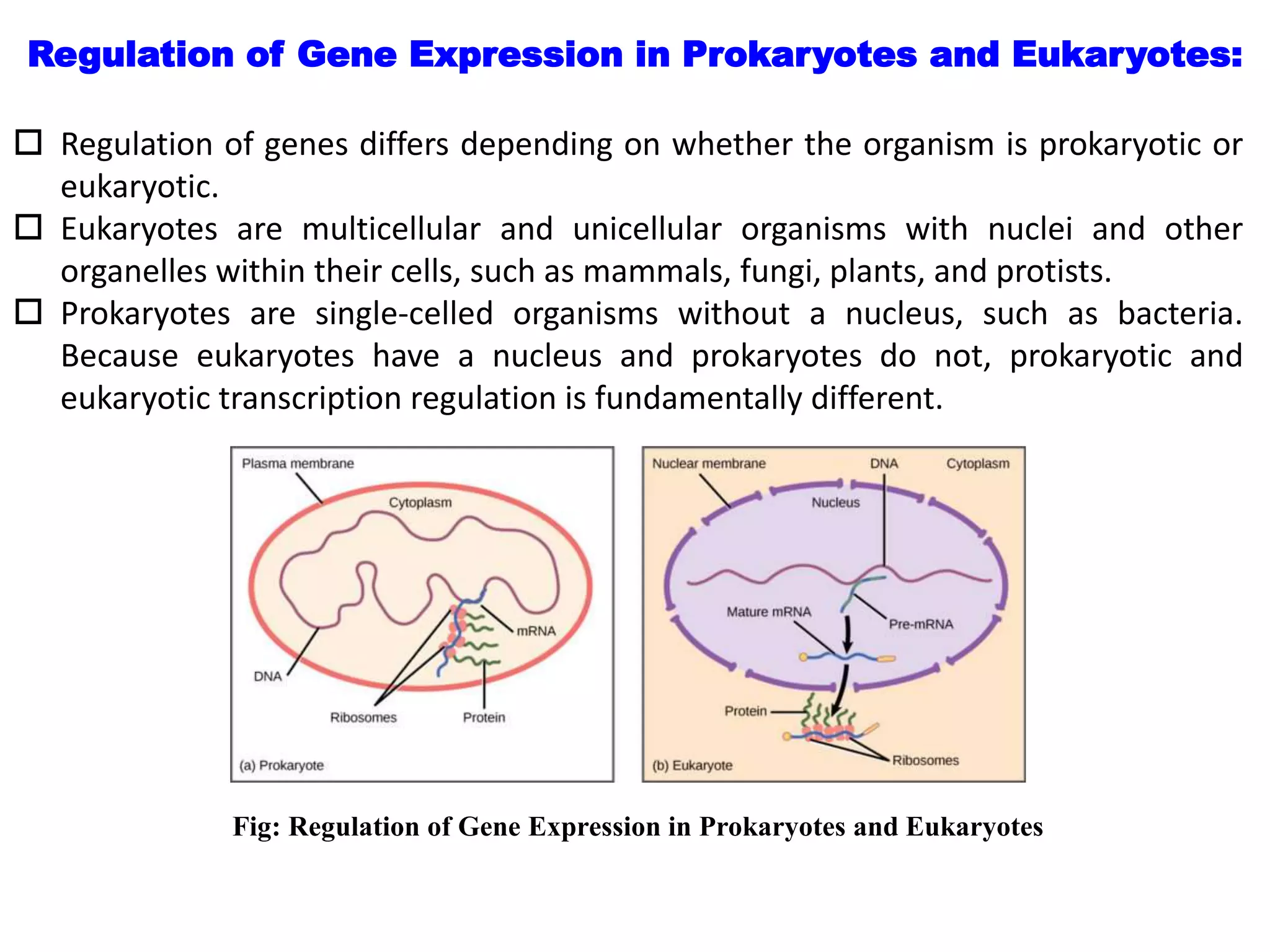 Transcriptional and Post-transcriptional Regulation of Gene Expression.pptx