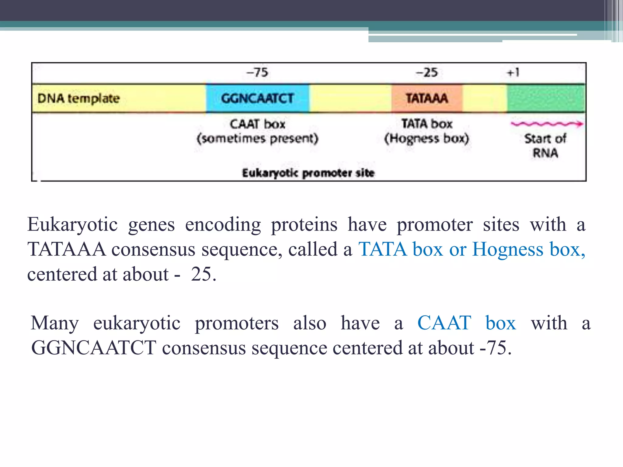 Transcriptional and post transcriptional regulation of gene expression ...