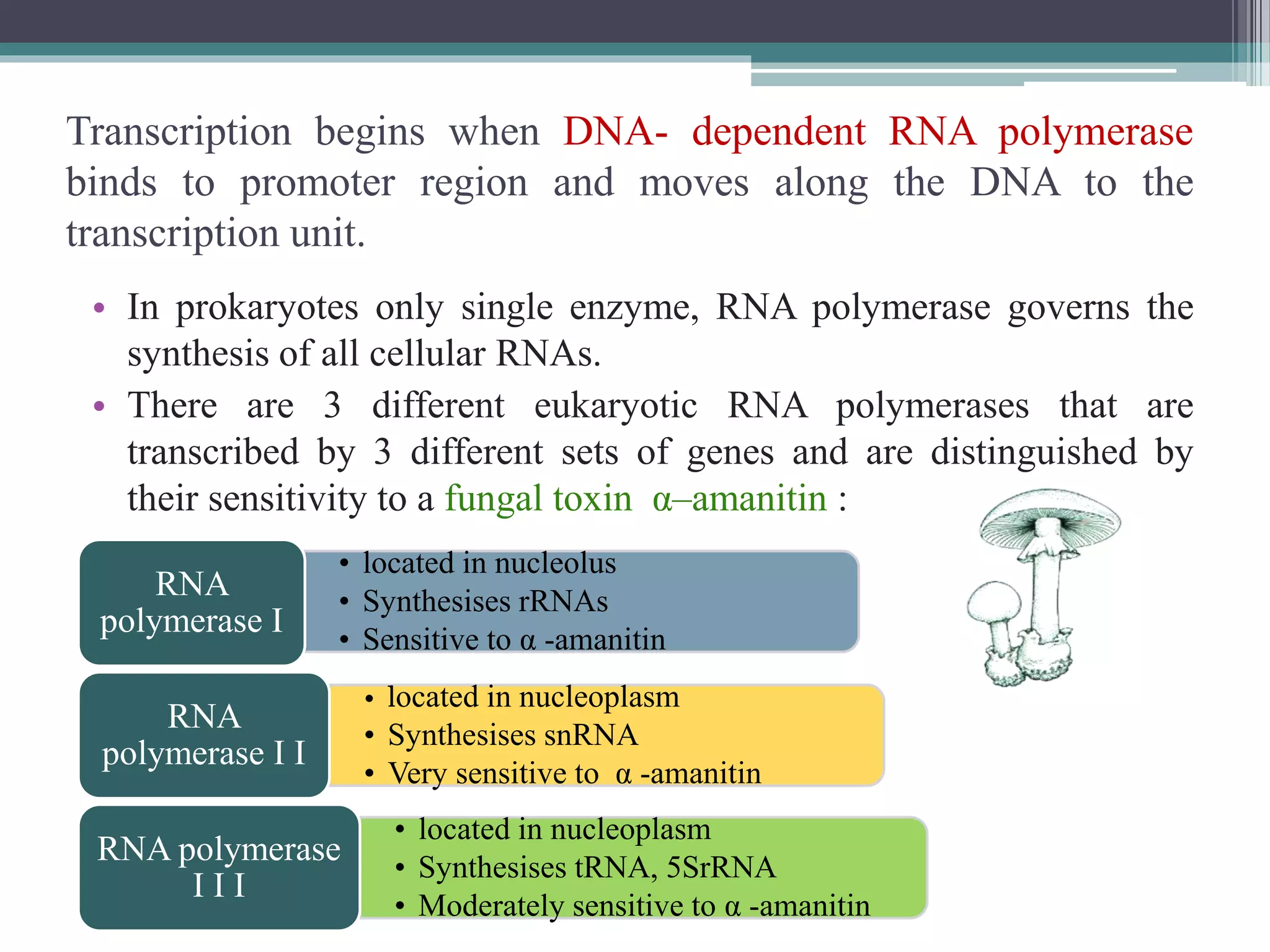 Transcriptional and post transcriptional regulation of gene expression ...