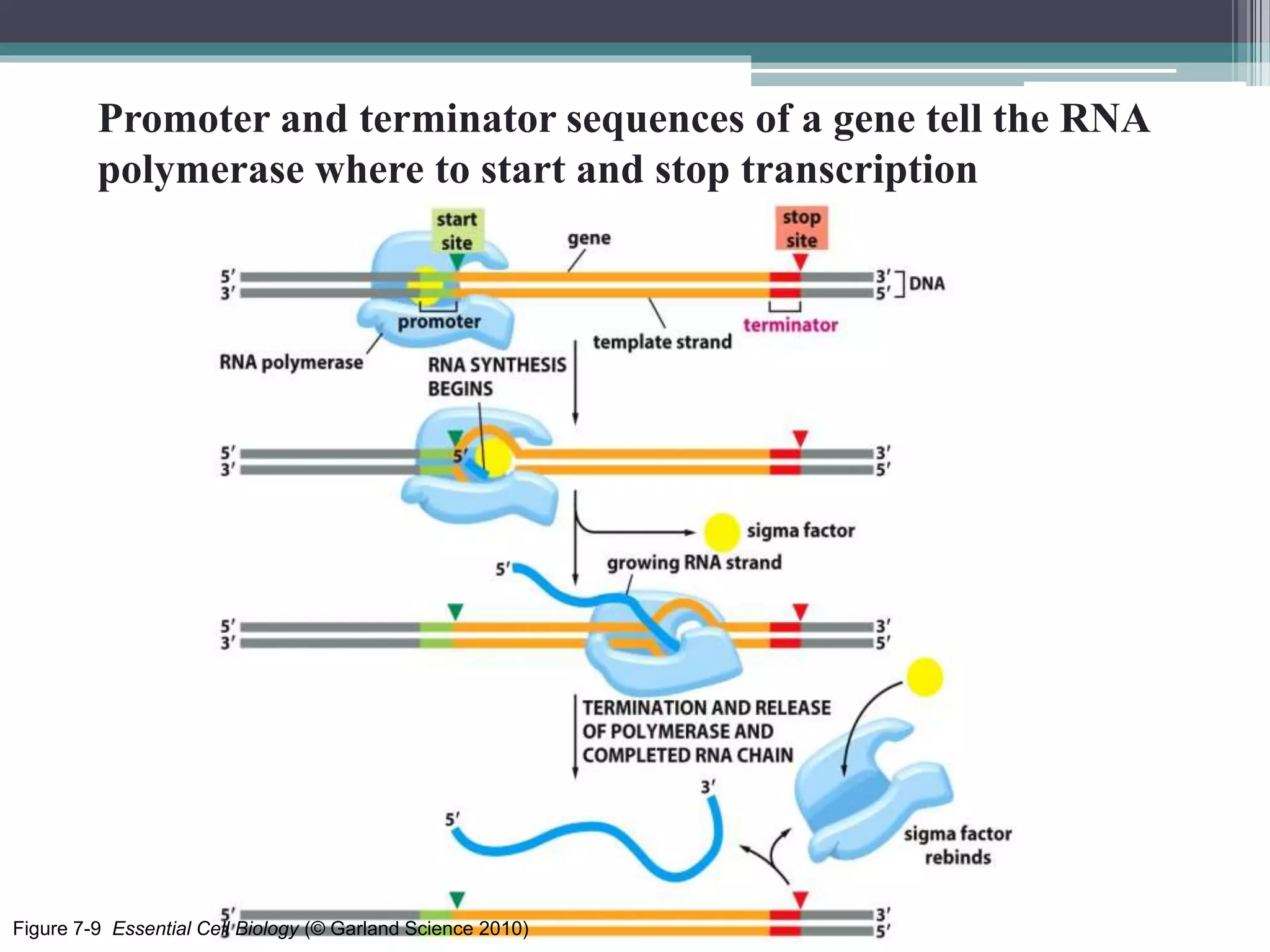 Transcriptional and post transcriptional regulation of gene expression ...