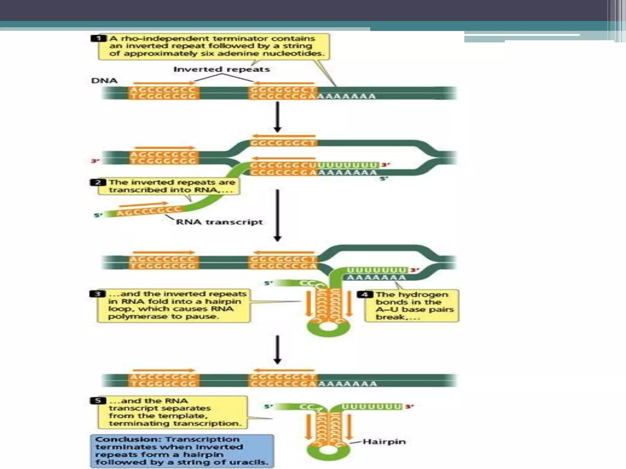 Transcriptional and post transcriptional regulation of gene expression | PPTX