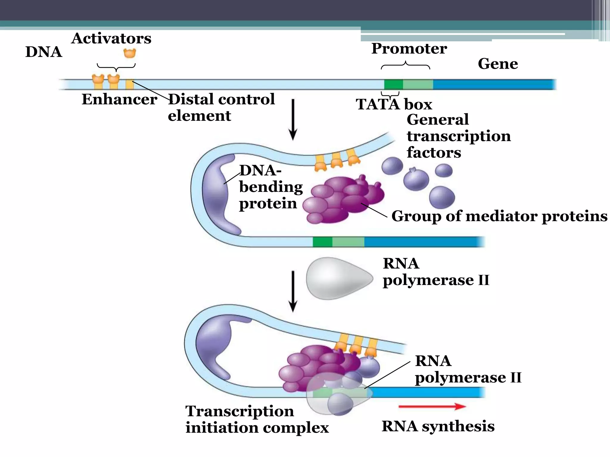 Transcriptional and post transcriptional regulation of gene expression | PPTX