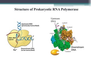 Transcriptional and post transcriptional regulation of gene expression ...
