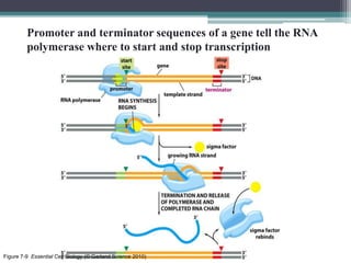 Transcriptional and post transcriptional regulation of gene expression ...