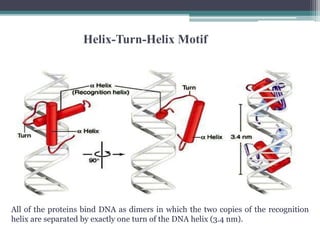 Transcriptional and post transcriptional regulation of gene expression ...