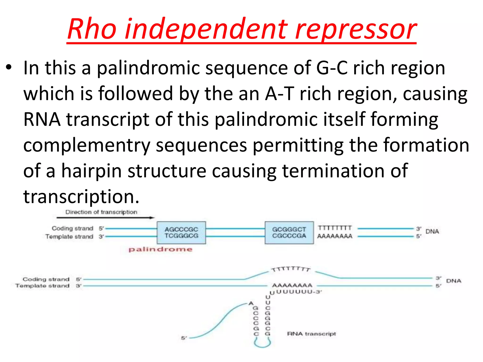 transcriptional factros and repressors.pptx