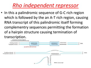 transcriptional factros and repressors.pptx