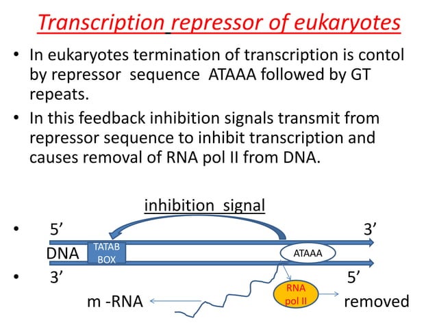 transcriptional factros and repressors.pptx