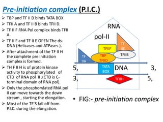 transcriptional factros and repressors.pptx