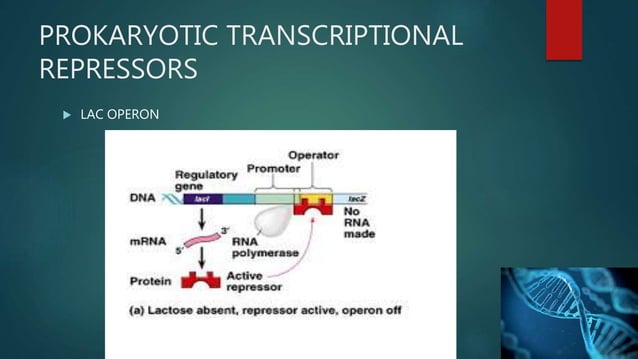 Transcriptional repressors ppt Repressor proteins involved in ...