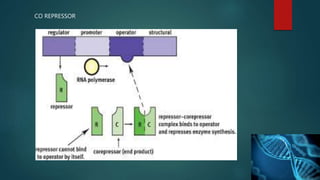Transcriptional repressors ppt Repressor proteins involved in ...