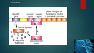 Transcriptional repressors ppt Repressor proteins involved in ...