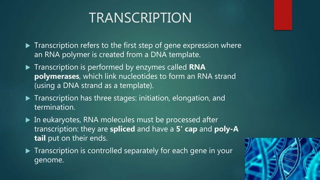 Transcriptional repressors ppt Repressor proteins involved in ...