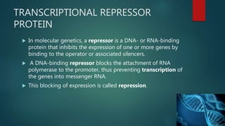 Transcriptional repressors ppt Repressor proteins involved in ...
