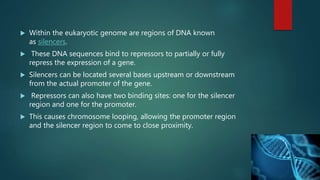 Transcriptional repressors ppt Repressor proteins involved in ...