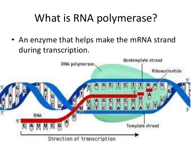 Transcription and dna organization