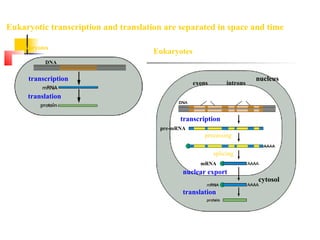 Transcription and post-transcriptional modification. | PPT | Programming Languages | Computing