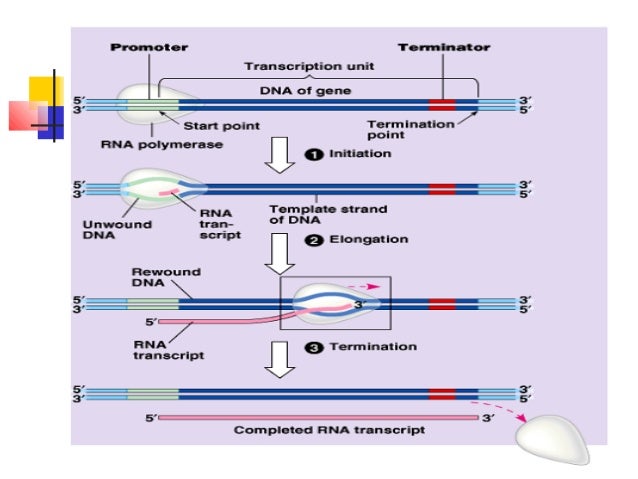 Transcription and post-transcriptional modification.