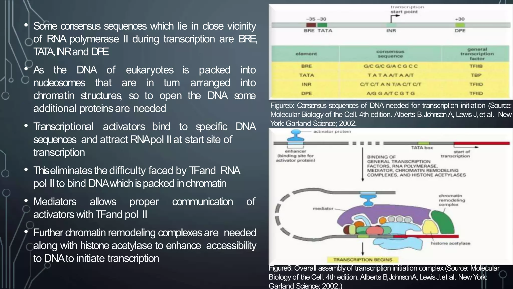 Transcription and post transcriptional modifications | PPT