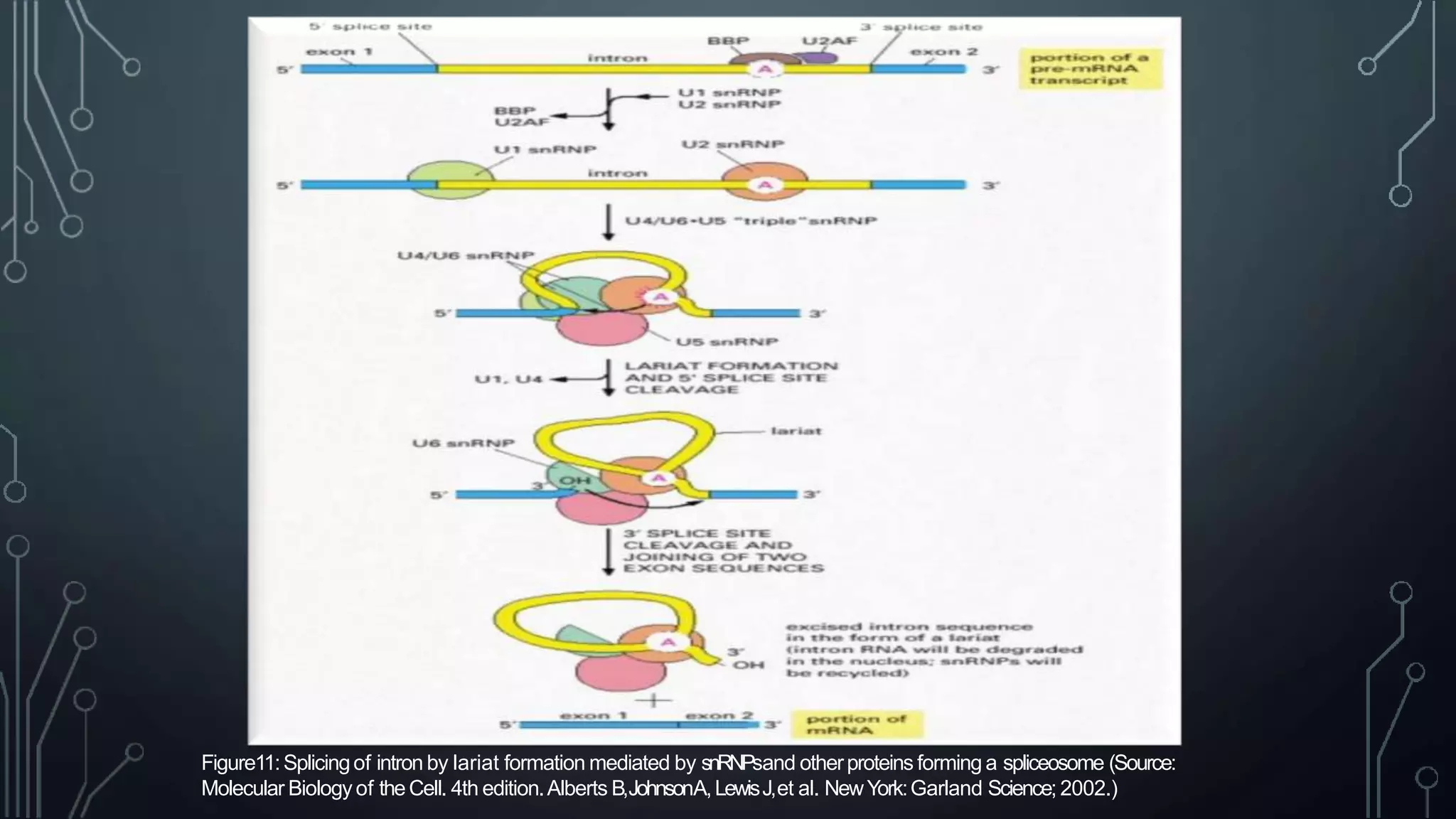 Transcription and post transcriptional modifications | PPTX