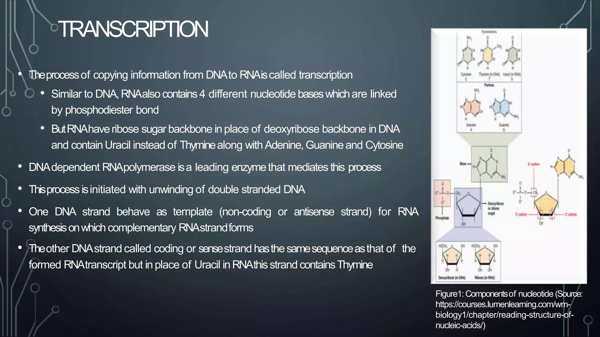 Transcription and post transcriptional modifications | PPT