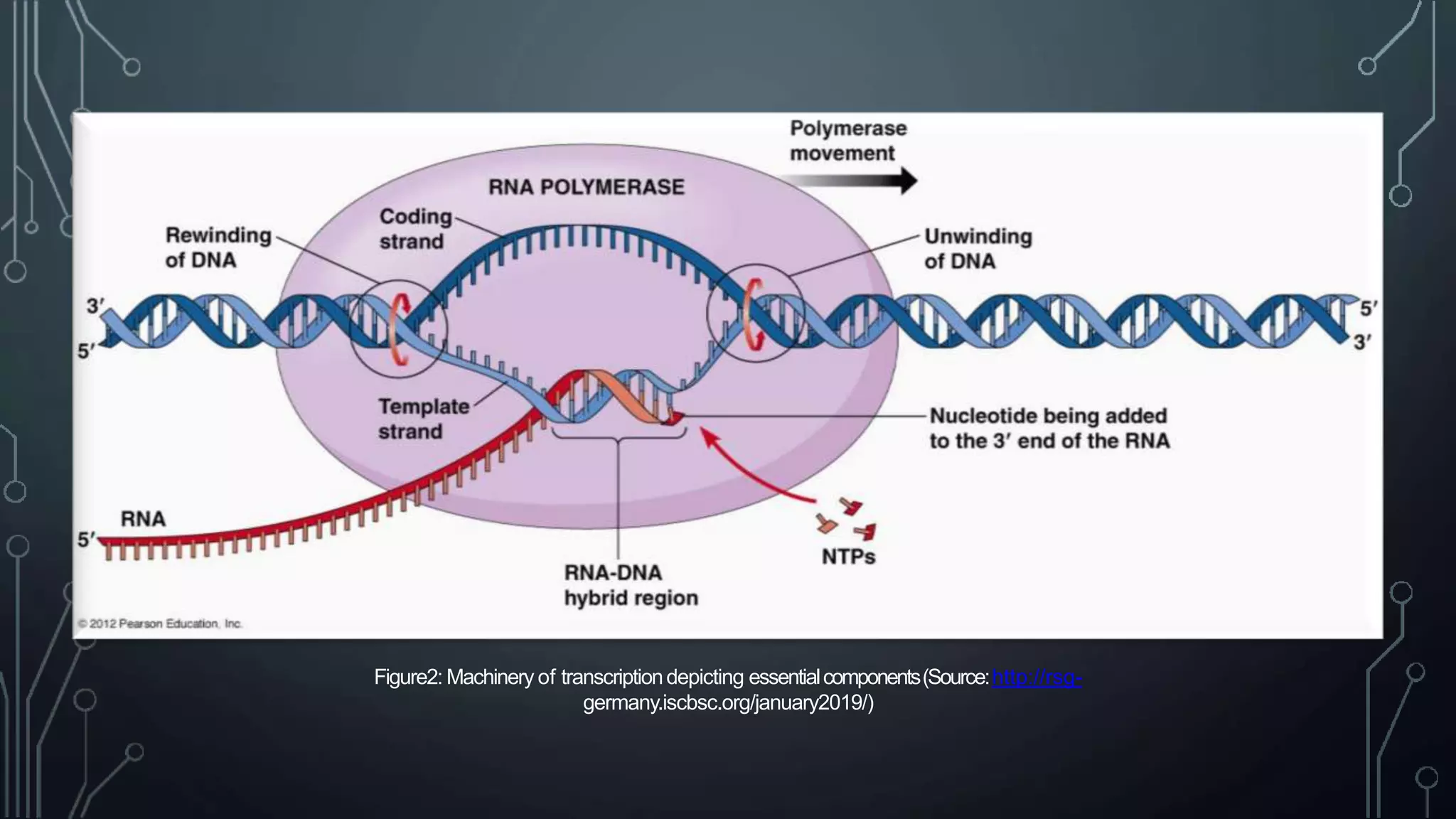 Transcription and post transcriptional modifications | PPT