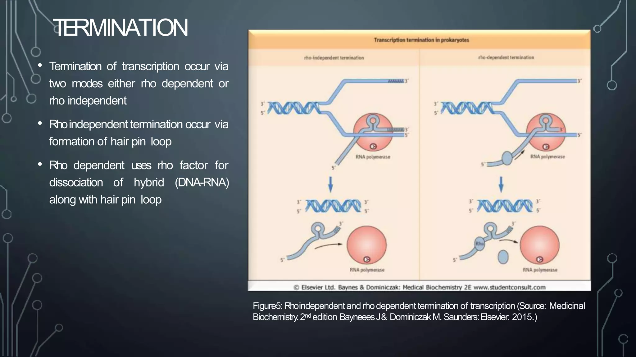 Transcription and post transcriptional modifications | PPT
