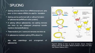 Transcription and post transcriptional modifications | PPT