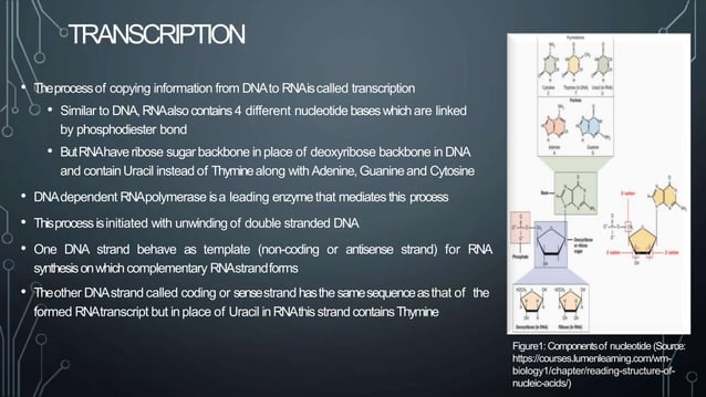 Transcription and post transcriptional modifications | PPT
