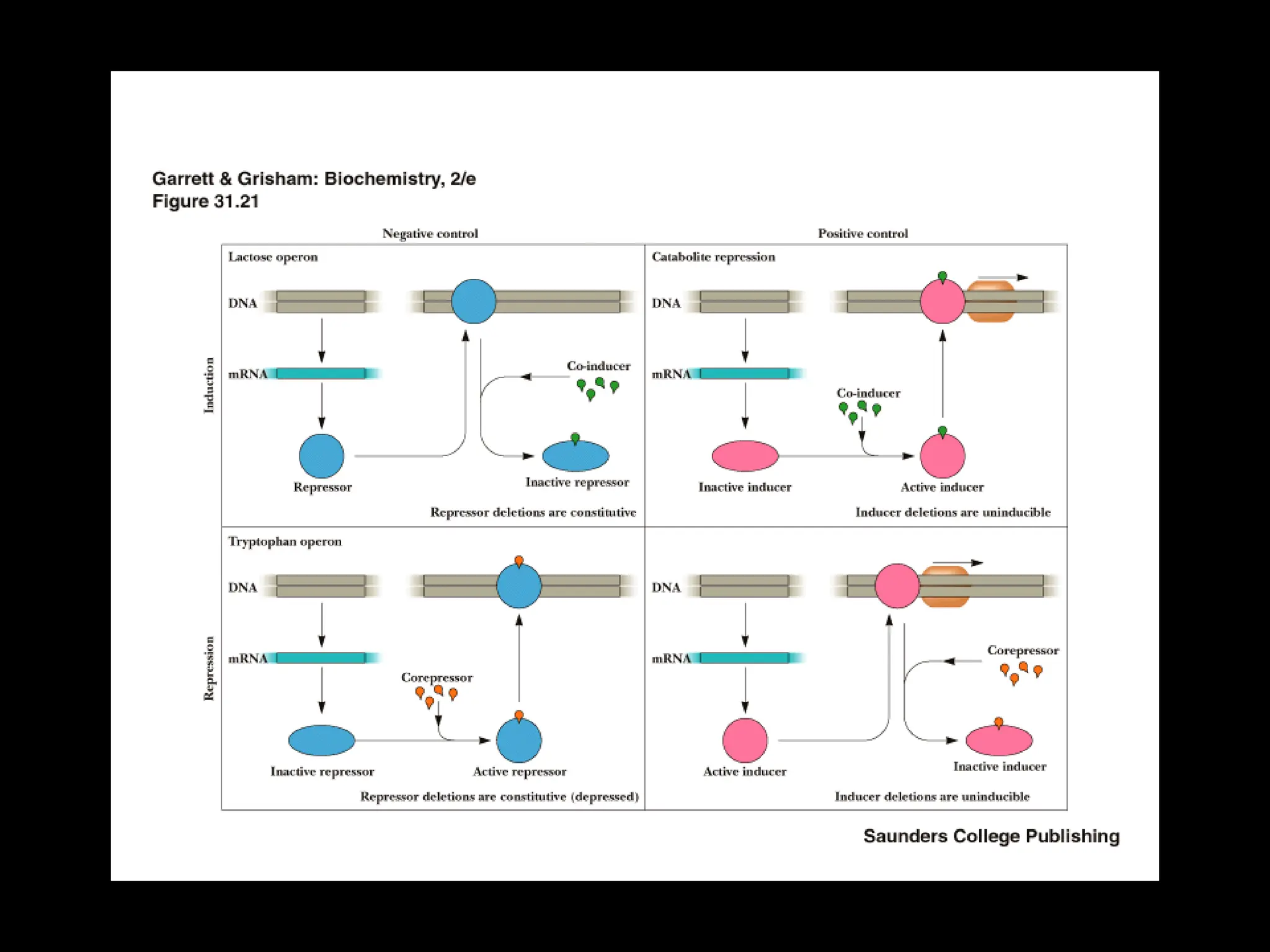 Transcription and regulation of gene expression.ppt